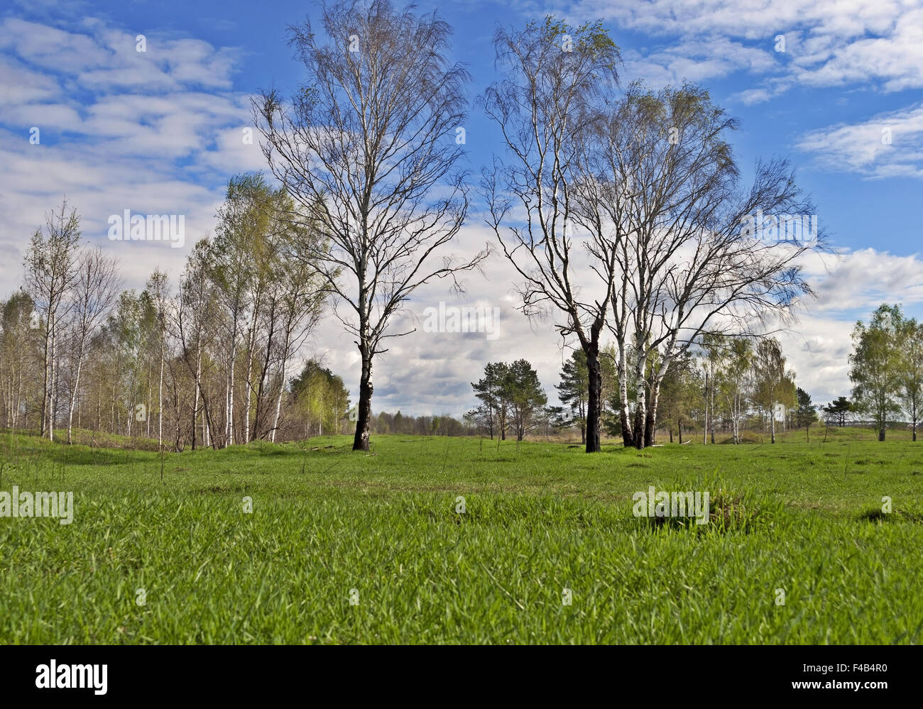 Birches in spring time Stock Photo - Alamy