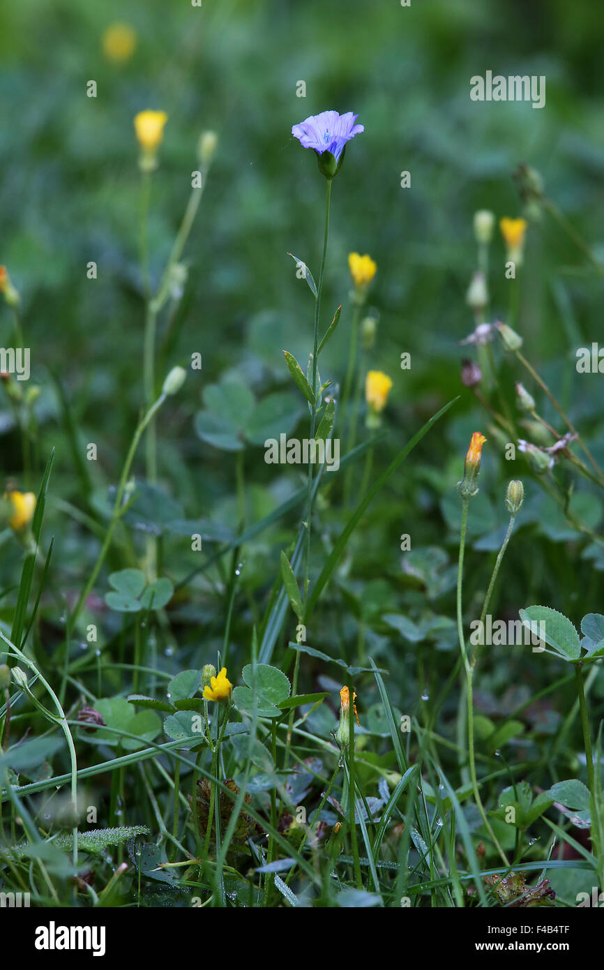 Linum usitatissimum, Flax Stock Photo - Alamy