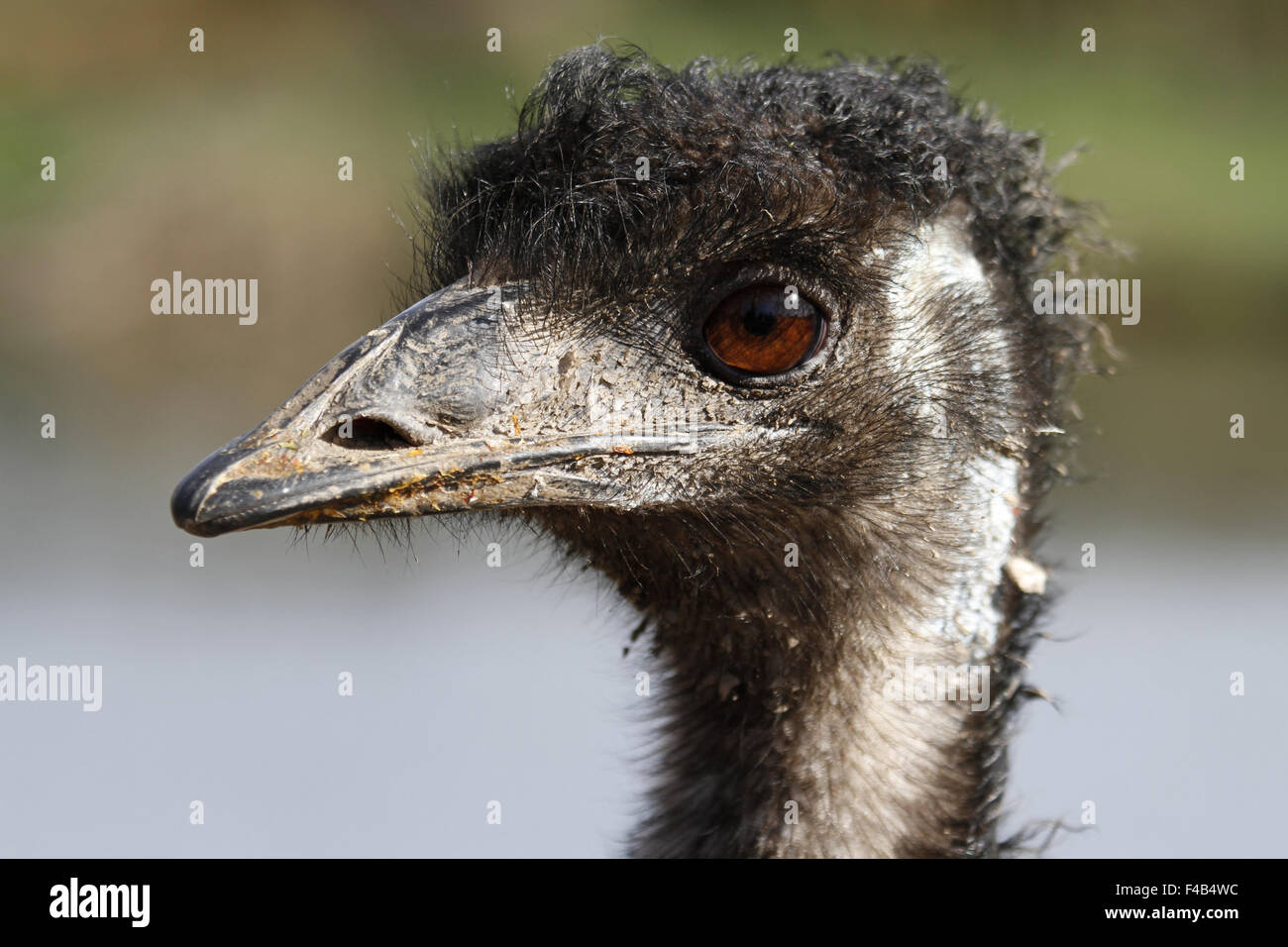 Gross emu hi-res stock photography and images - Alamy