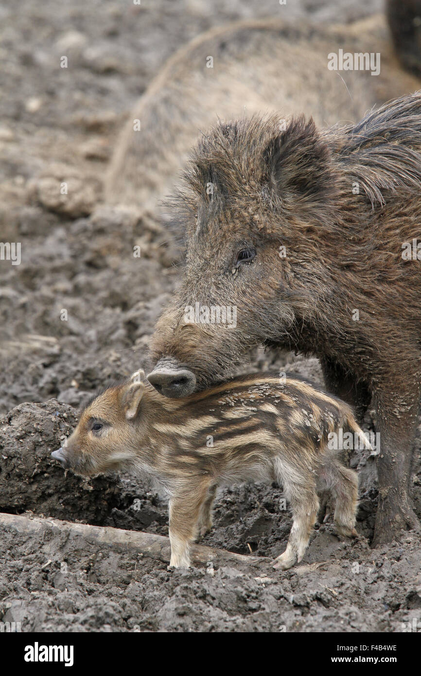 Boars hi-res stock photography and images - Alamy