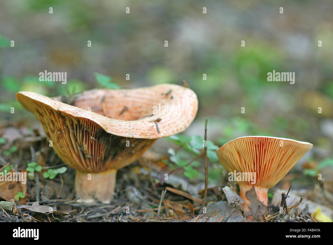 Deliciosus hi-res stock photography and images - Alamy