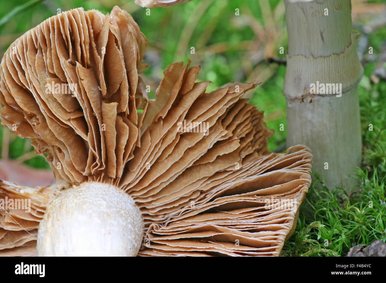 Gypsy mushroom hi-res stock photography and images - Alamy