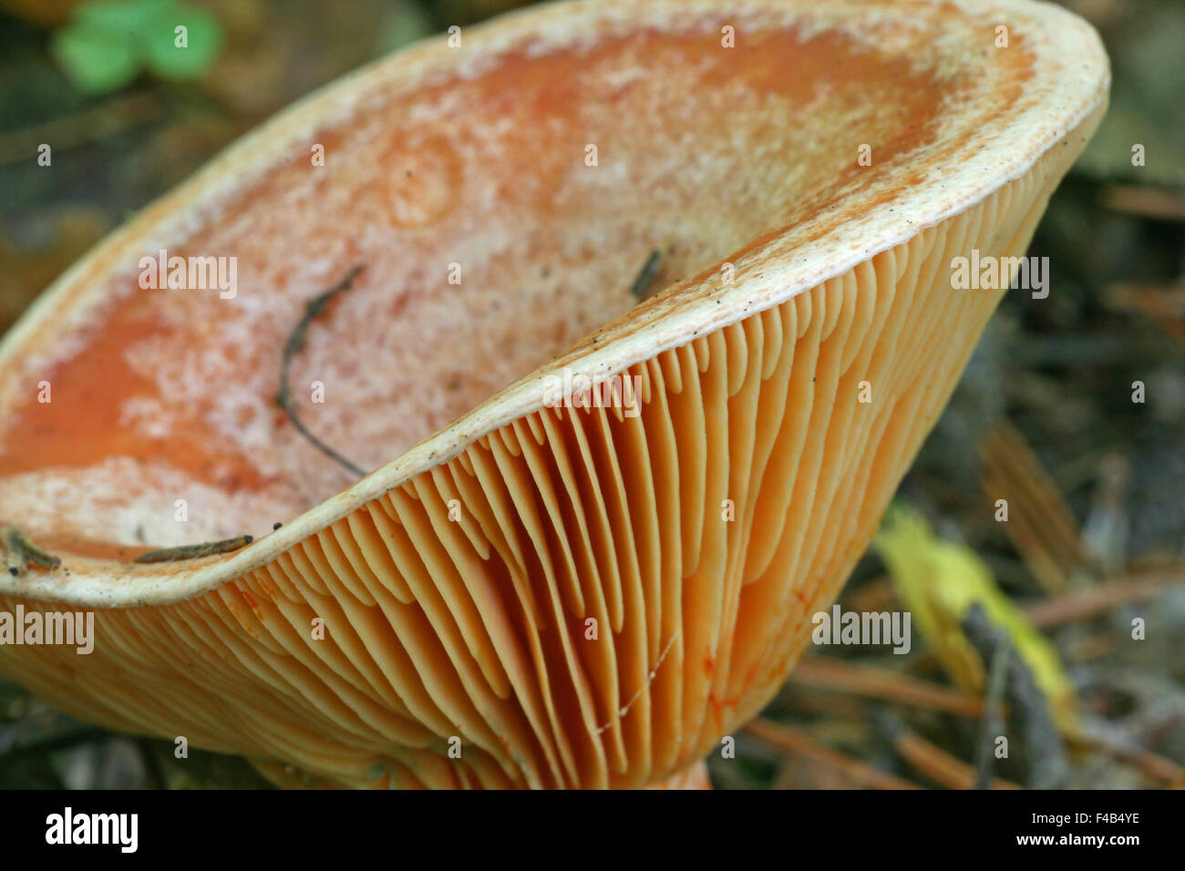 Deliciosus hi-res stock photography and images - Alamy