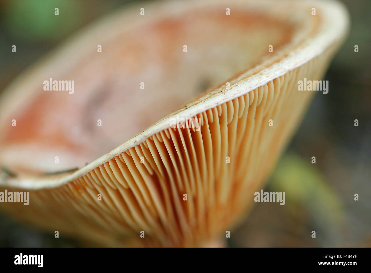 Deliciosus hi-res stock photography and images - Alamy