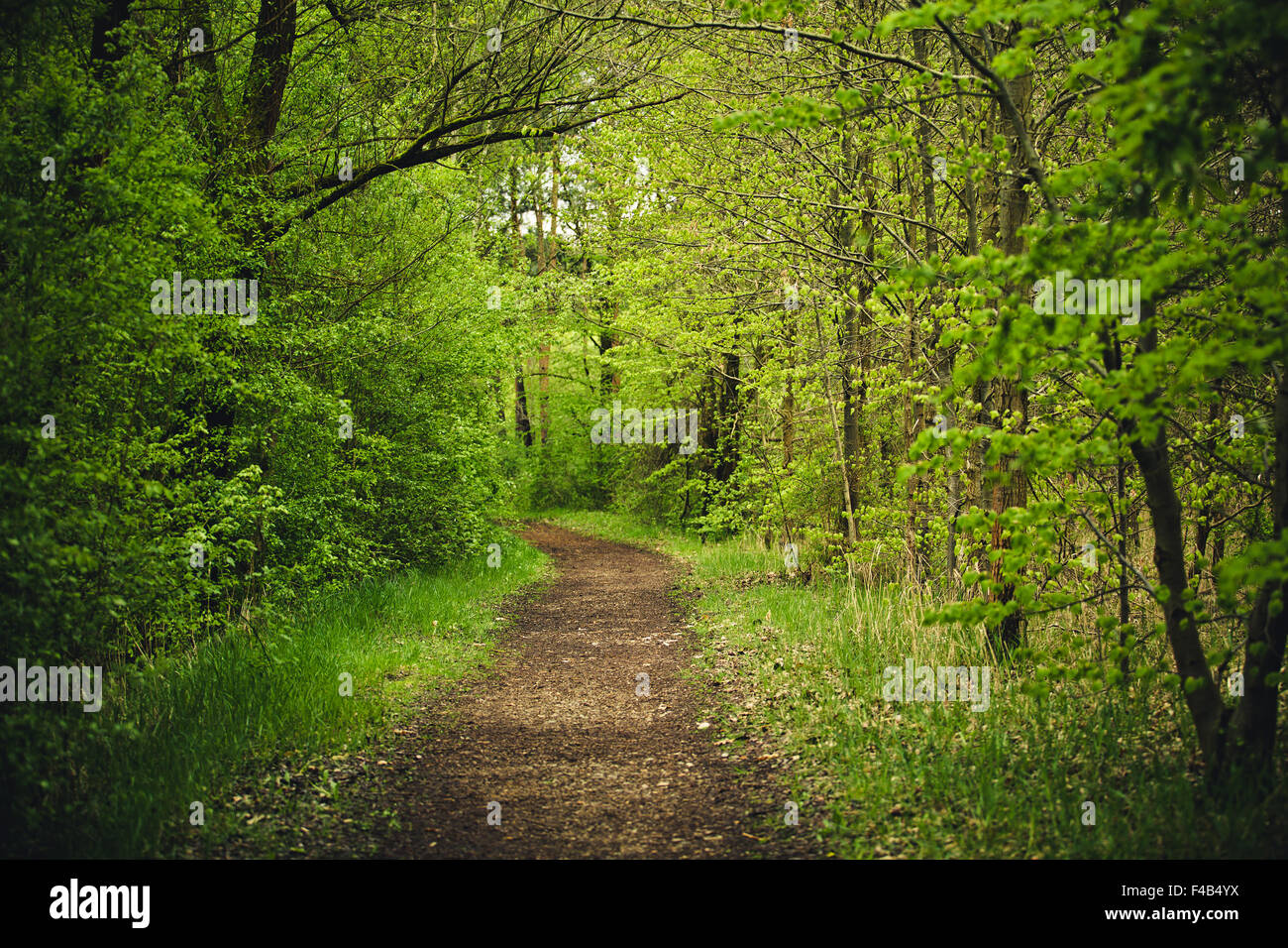 Foot path into the woods hi-res stock photography and images - Alamy