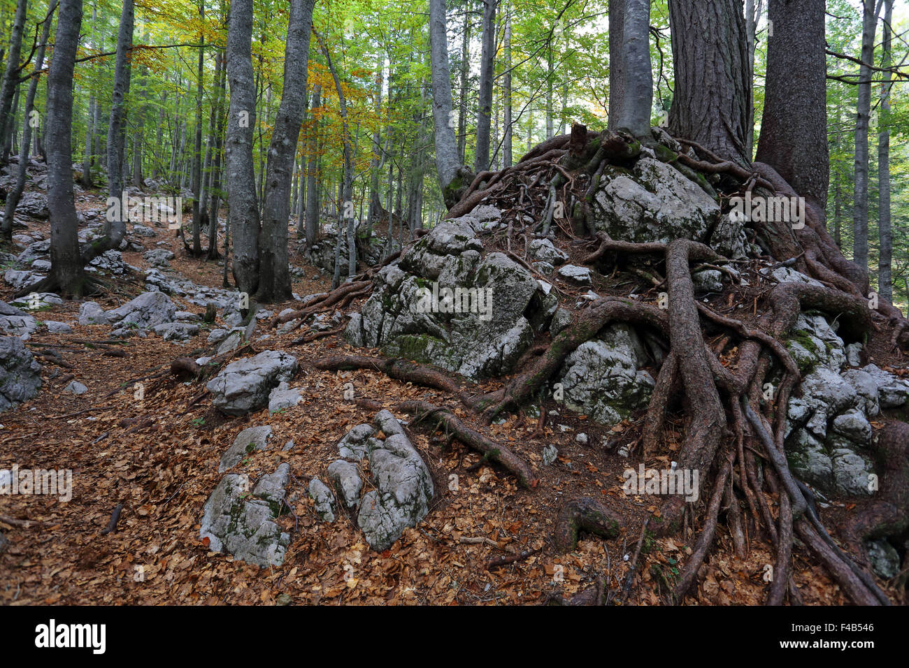 Mountain forest, Karawanks, Alps, Slovenia Stock Photo - Alamy