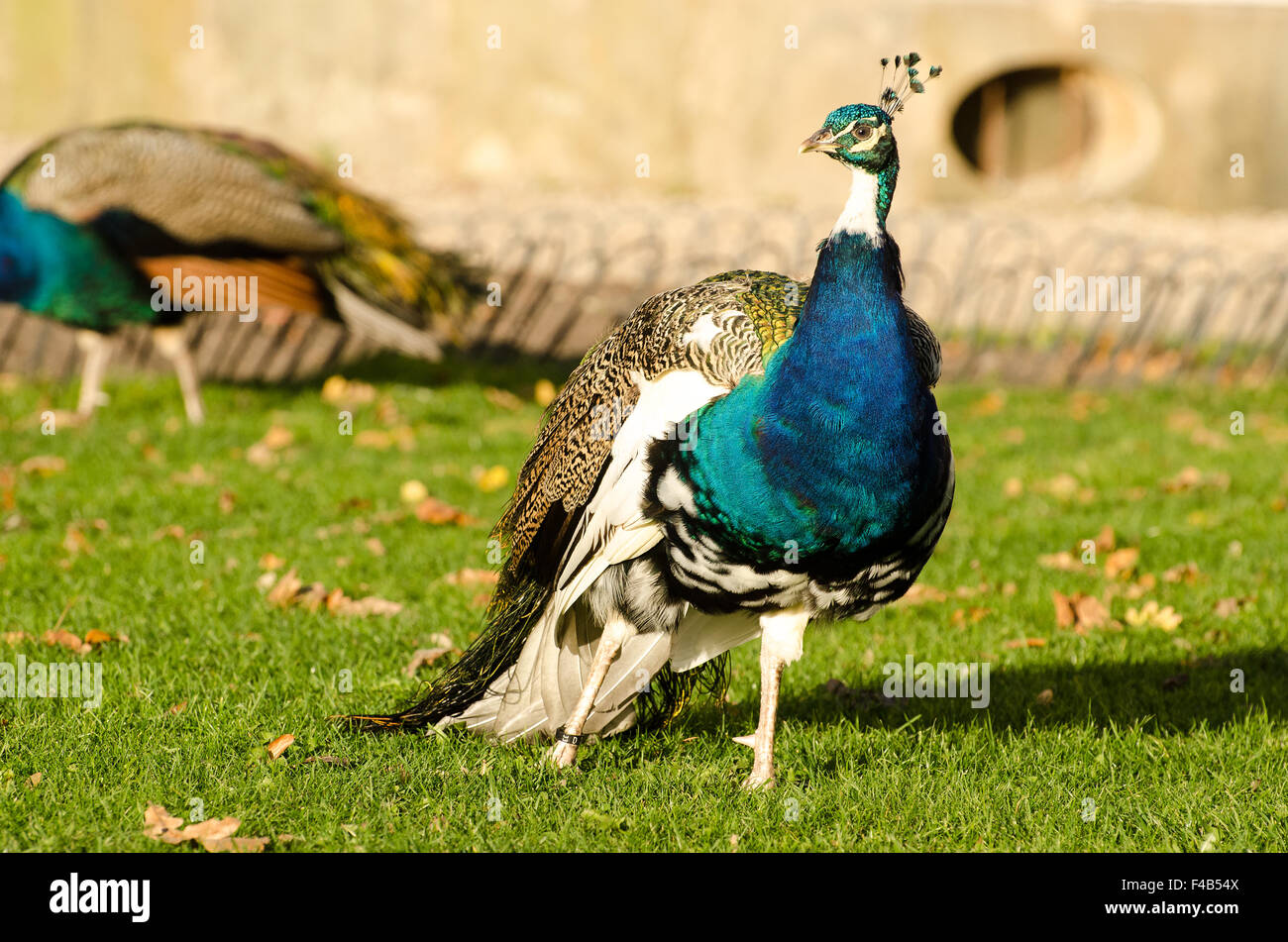 Peacock plumes hi-res stock photography and images - Alamy