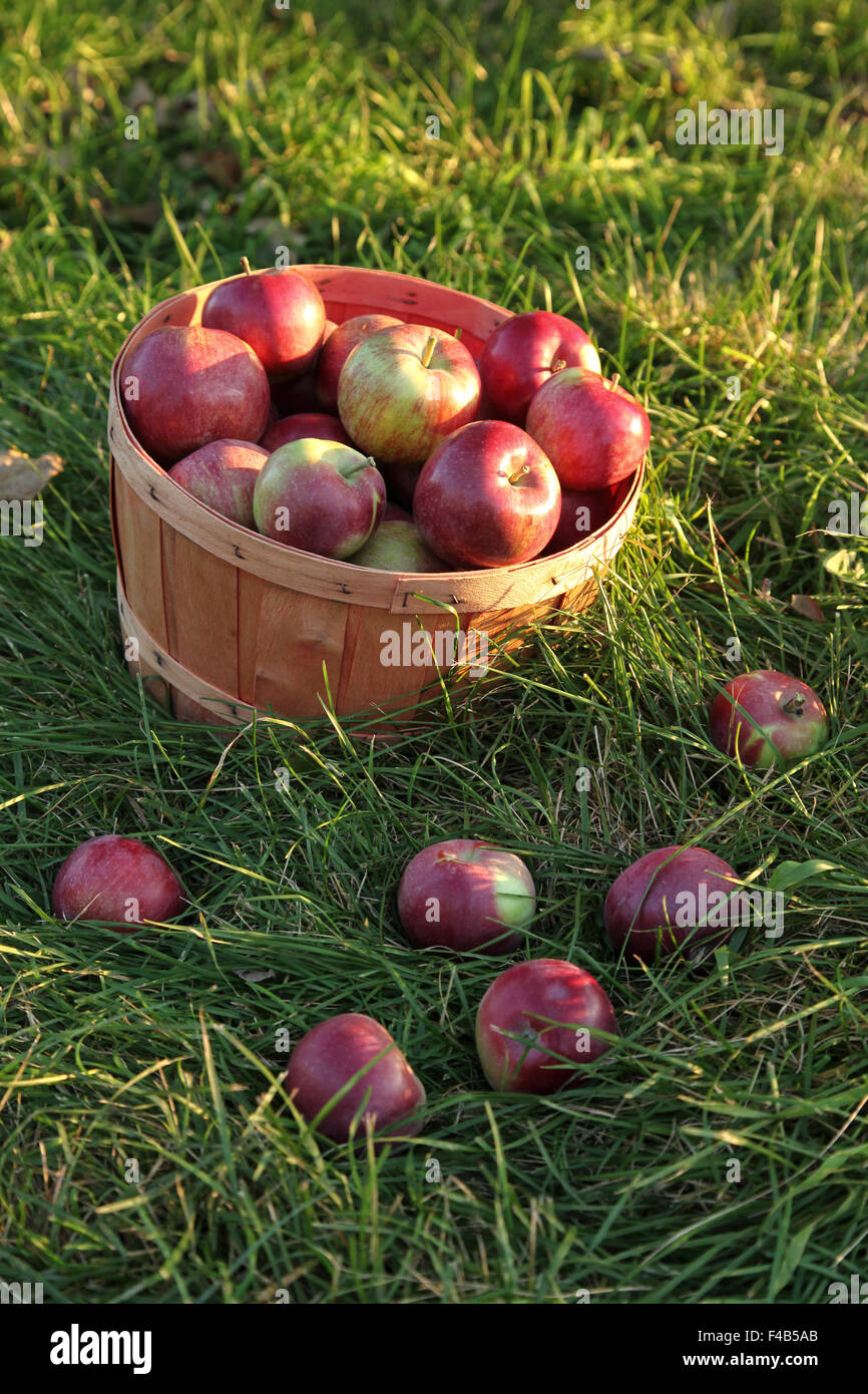 Basket of apples in the orchard Stock Photo - Alamy