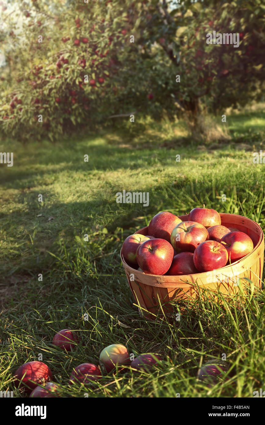 Growth tree bushel hi-res stock photography and images - Alamy