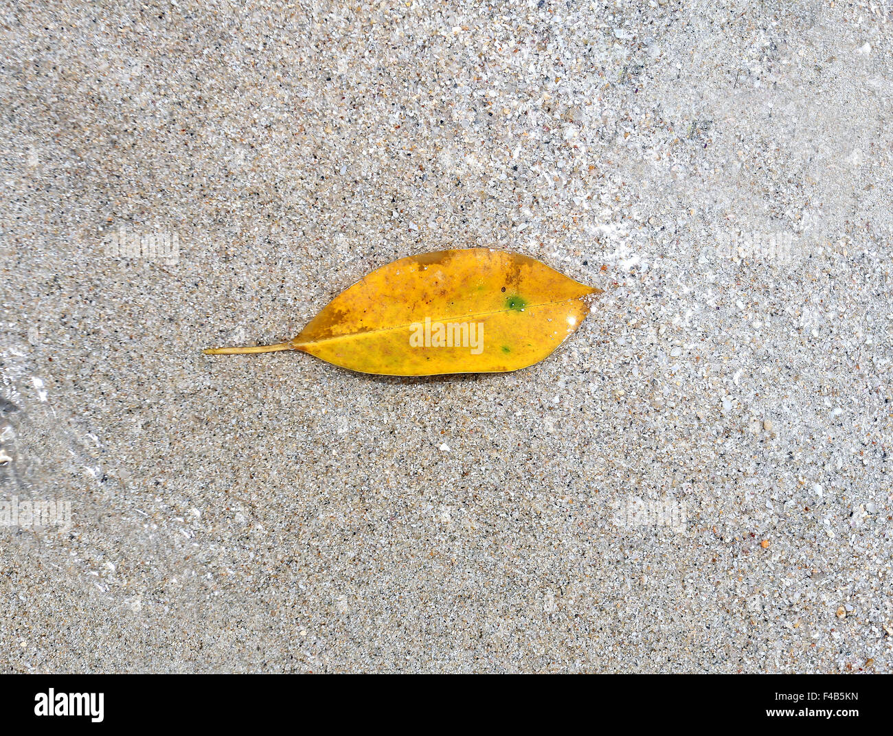beautiful yellow leaf on the sea sand are photographed close-up Stock ...