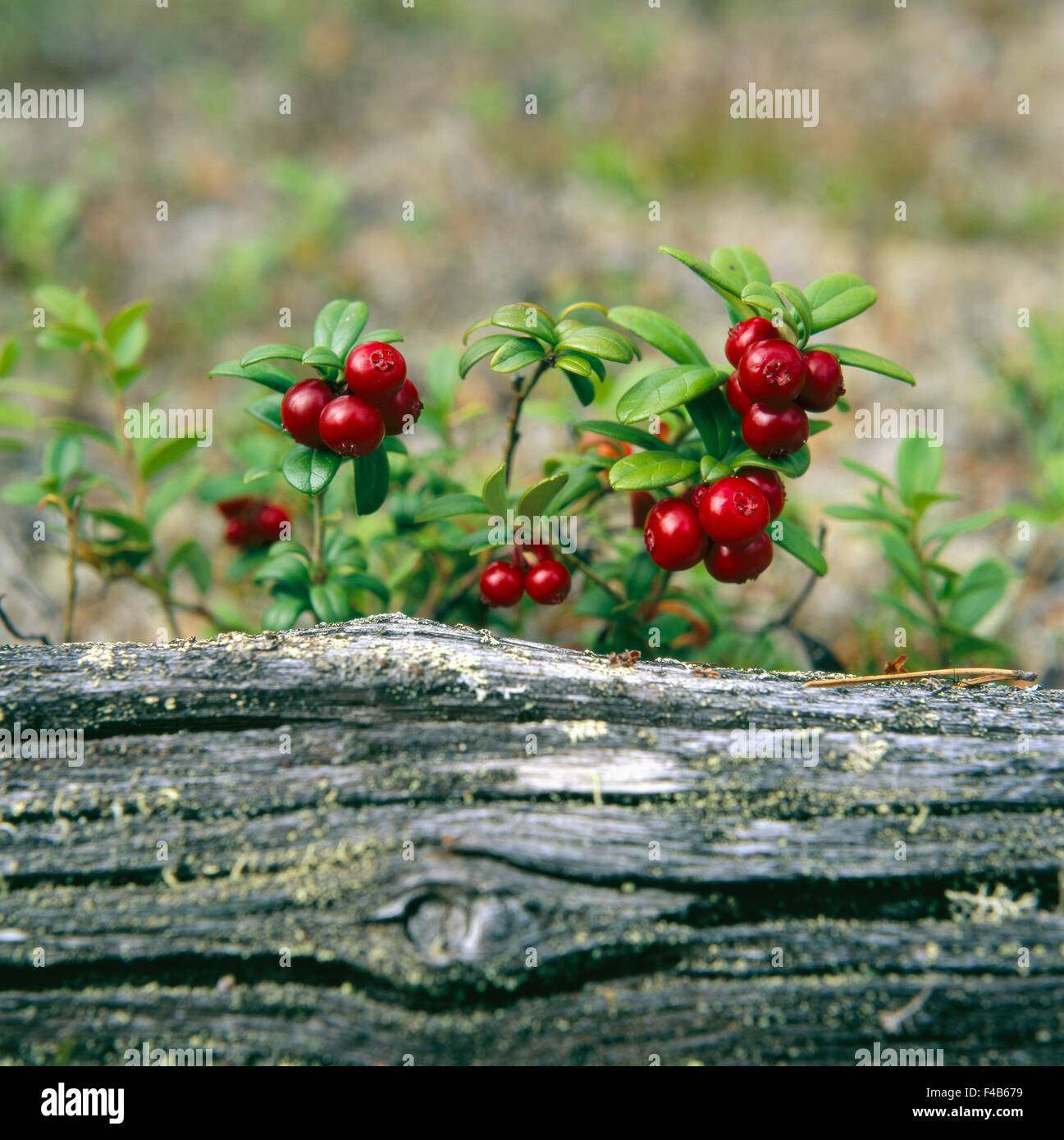 autumn berry catalogue 2 close-up color image detail forest fruit ...
