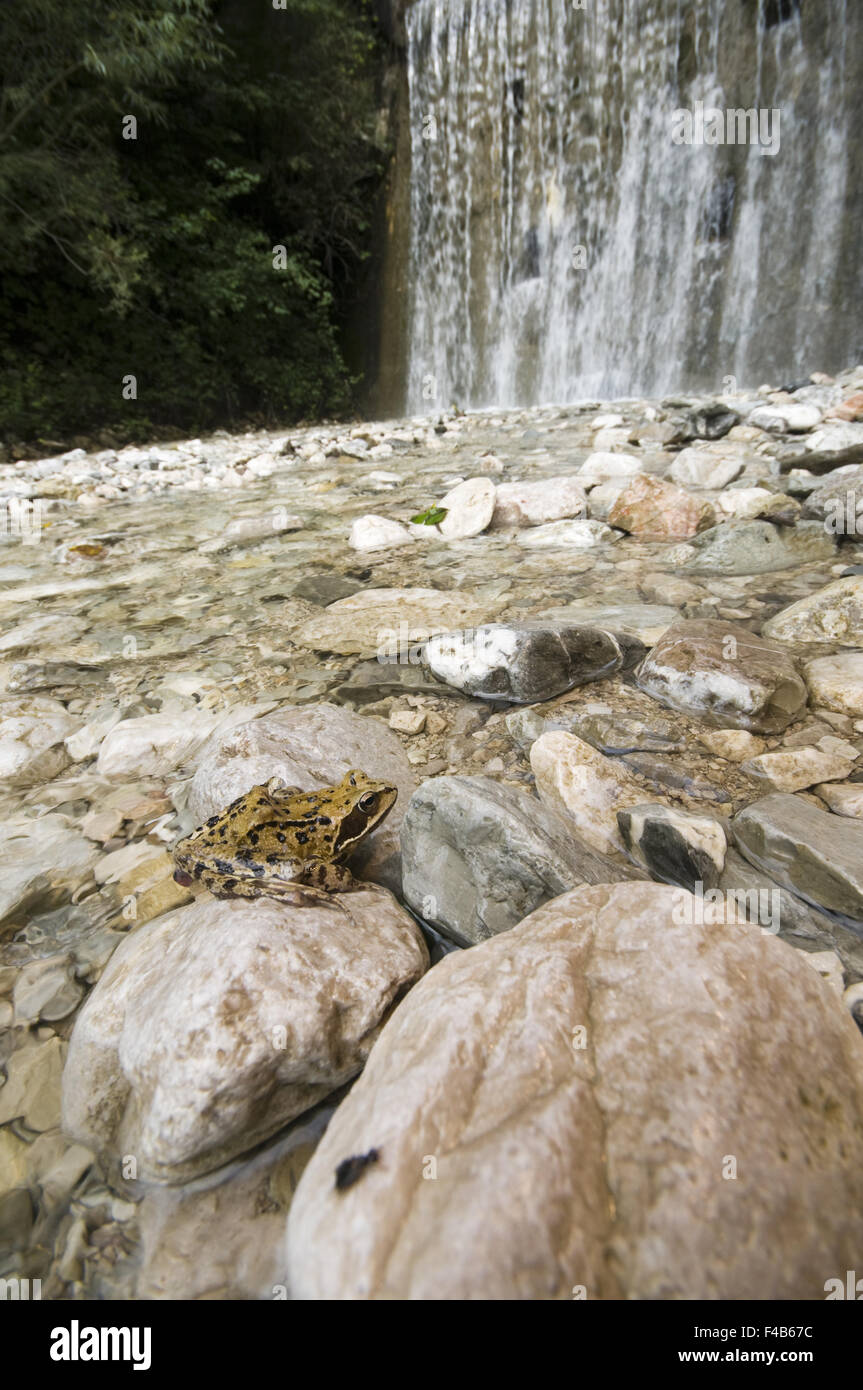 frog by the waterfall Stock Photo - Alamy
