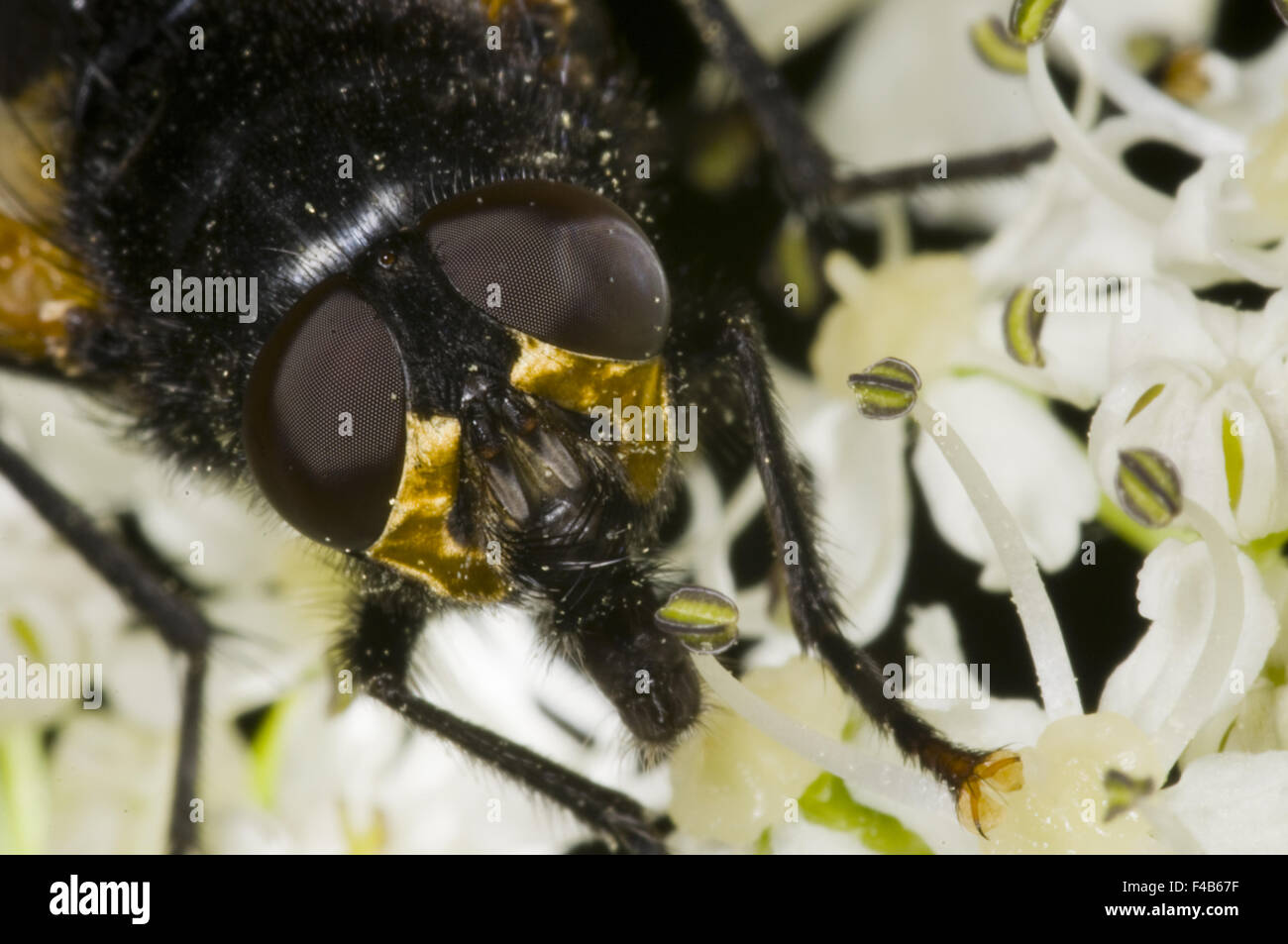 golden head of house fly Stock Photo - Alamy