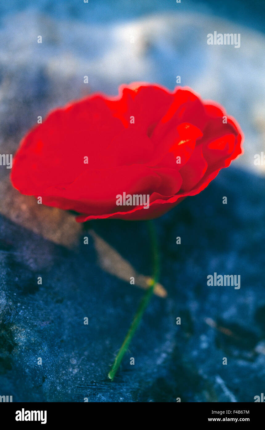 catalogue 2 close-up color image detail flower plants poppy red ...