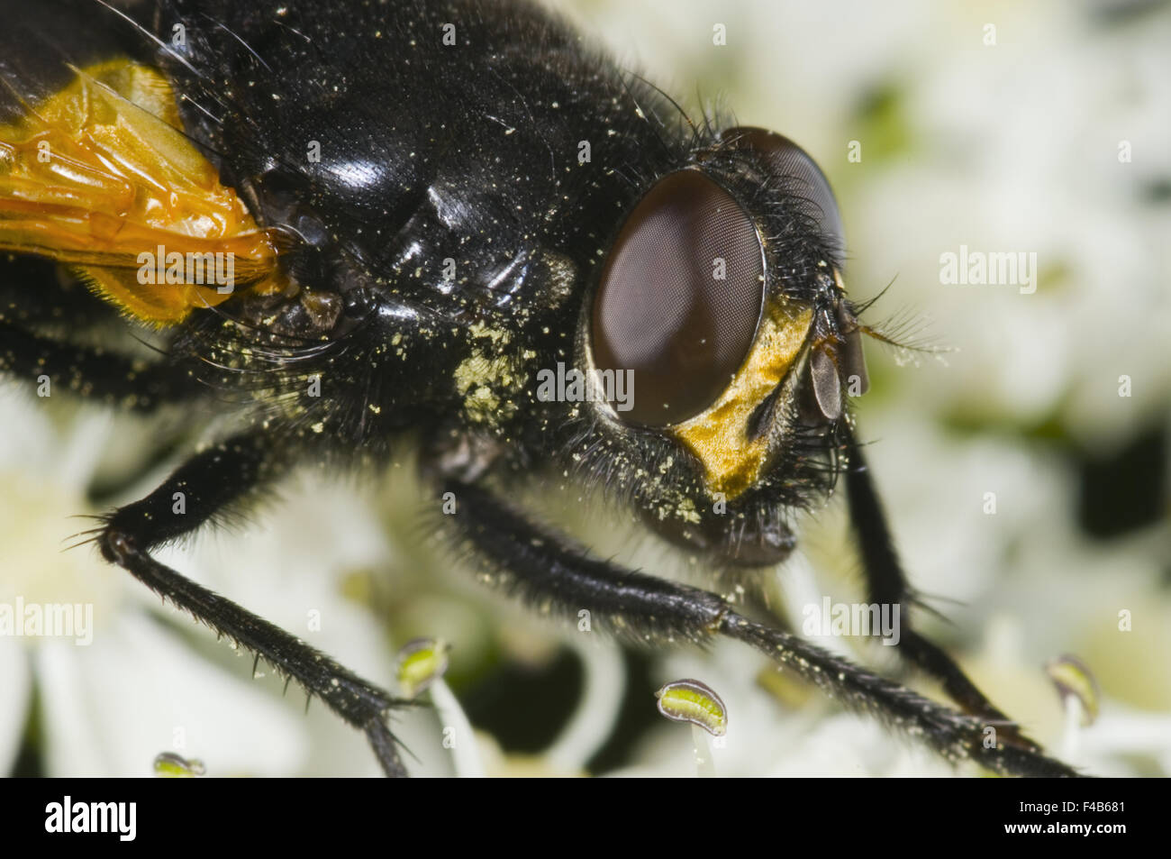 fly head with pollen Stock Photo - Alamy