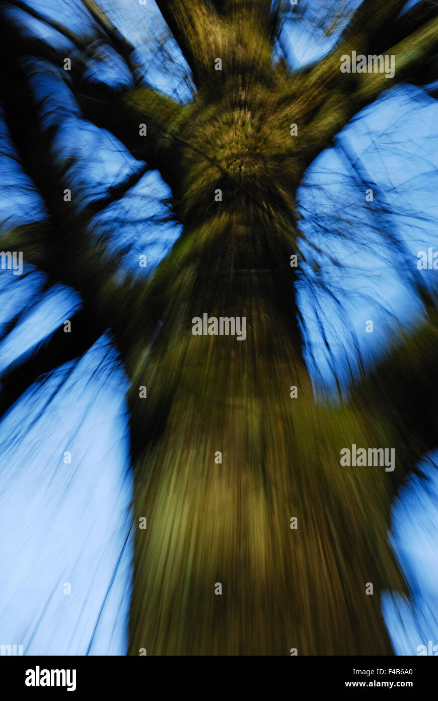 Tree effect hi-res stock photography and images - Alamy