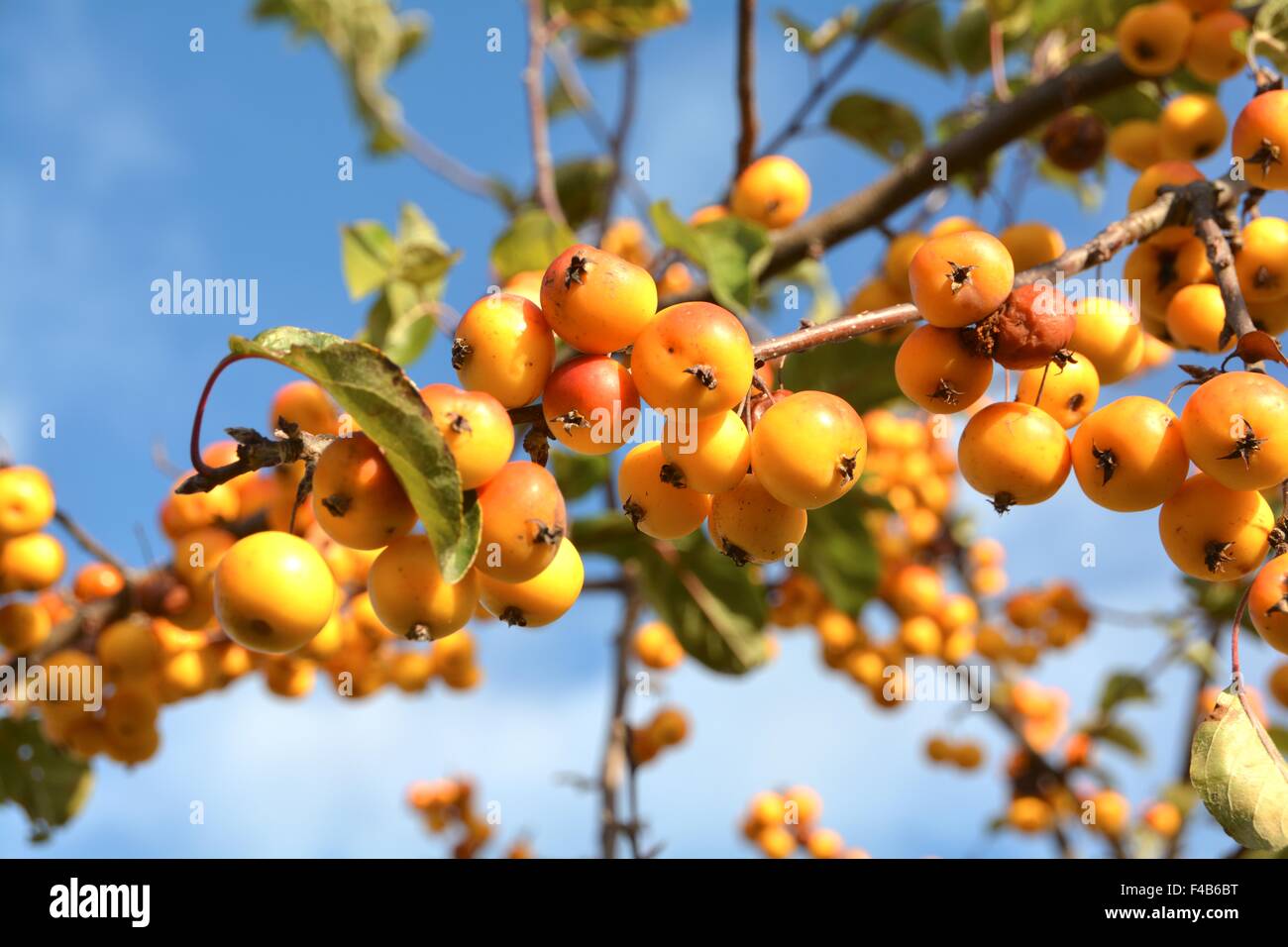 Ornamental apple tree hi-res stock photography and images - Alamy