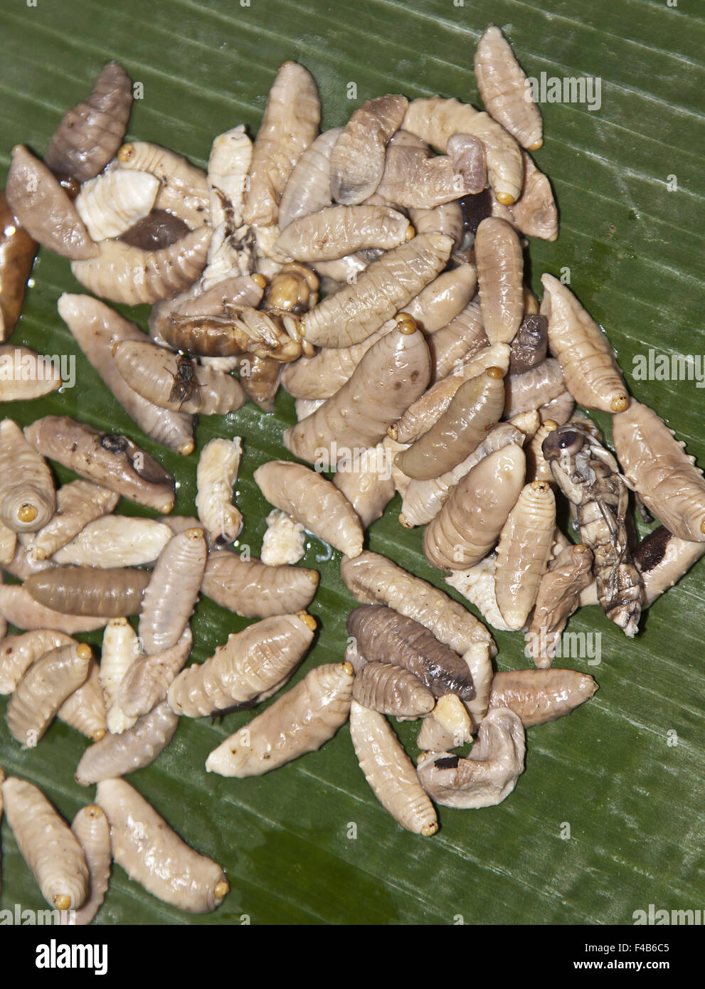 Larvae of queen bees Stock Photo - Alamy