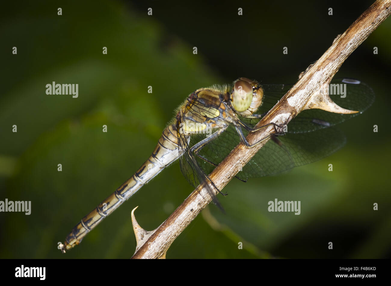 dragon fly on twig Stock Photo - Alamy
