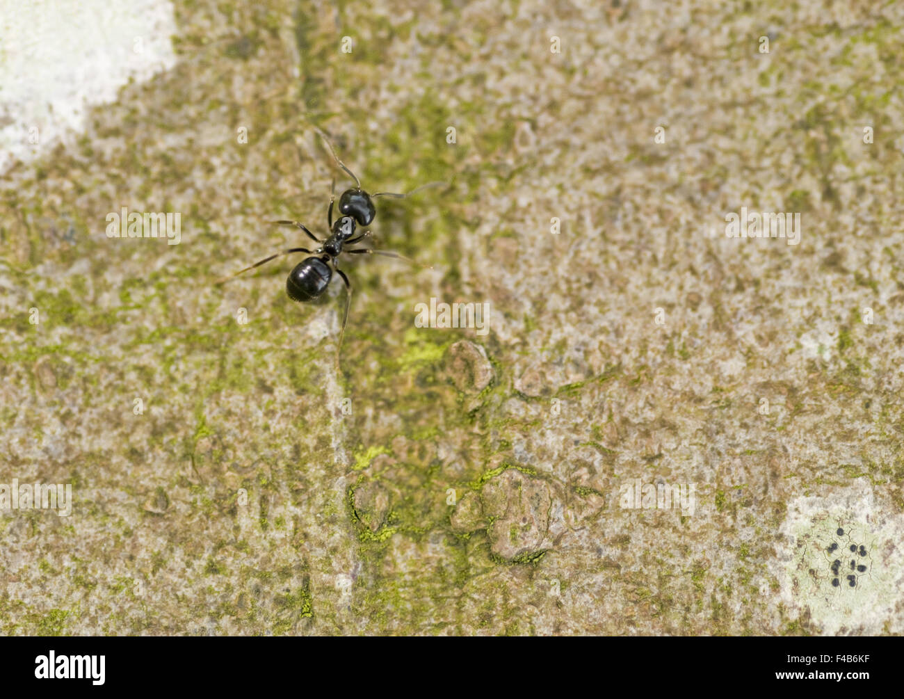 Single ant hi-res stock photography and images - Alamy