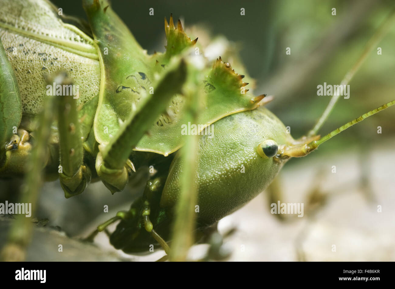 Tropidacris cristatus hi-res stock photography and images - Alamy