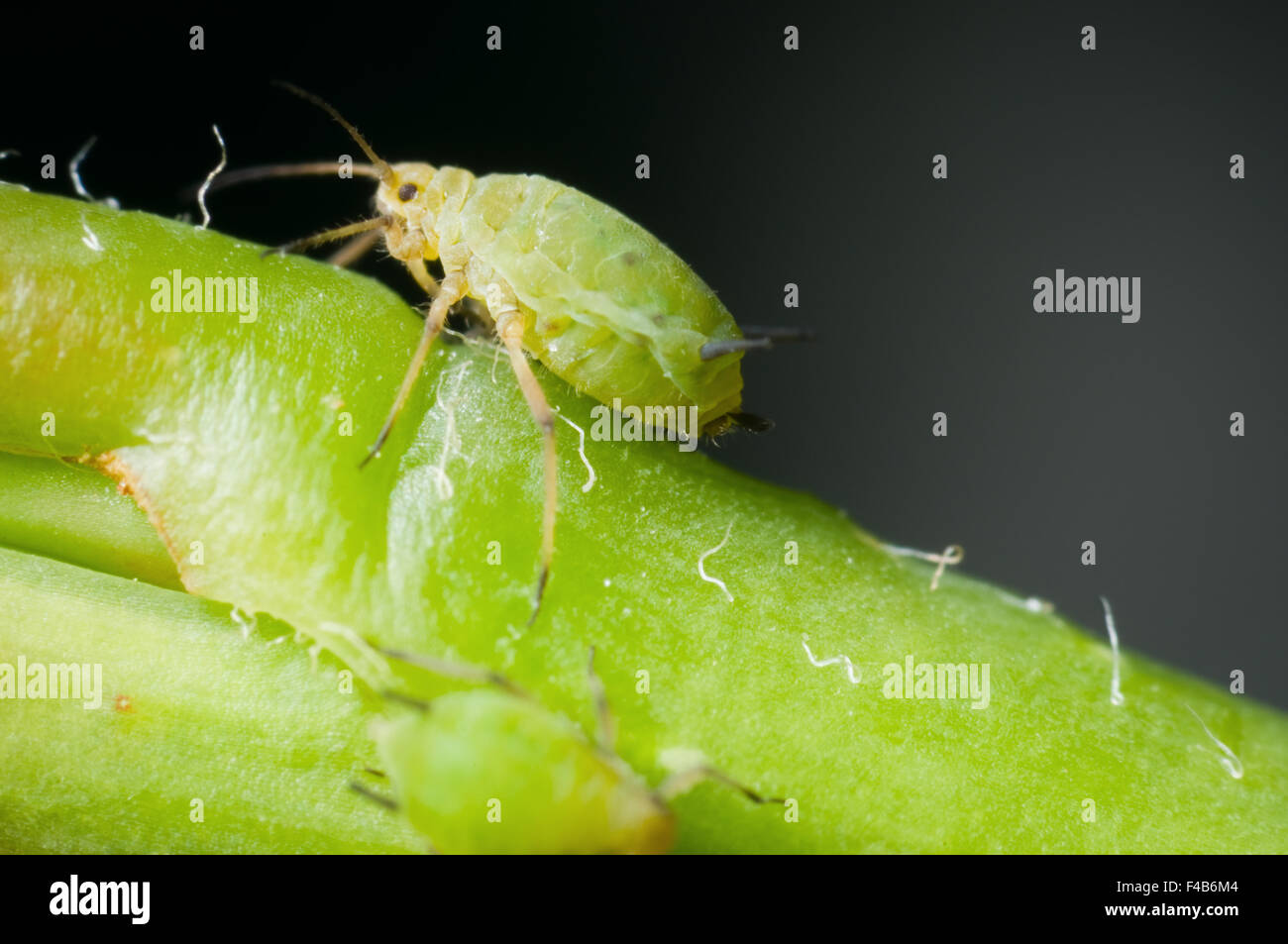 macro of single greenfly Stock Photo - Alamy
