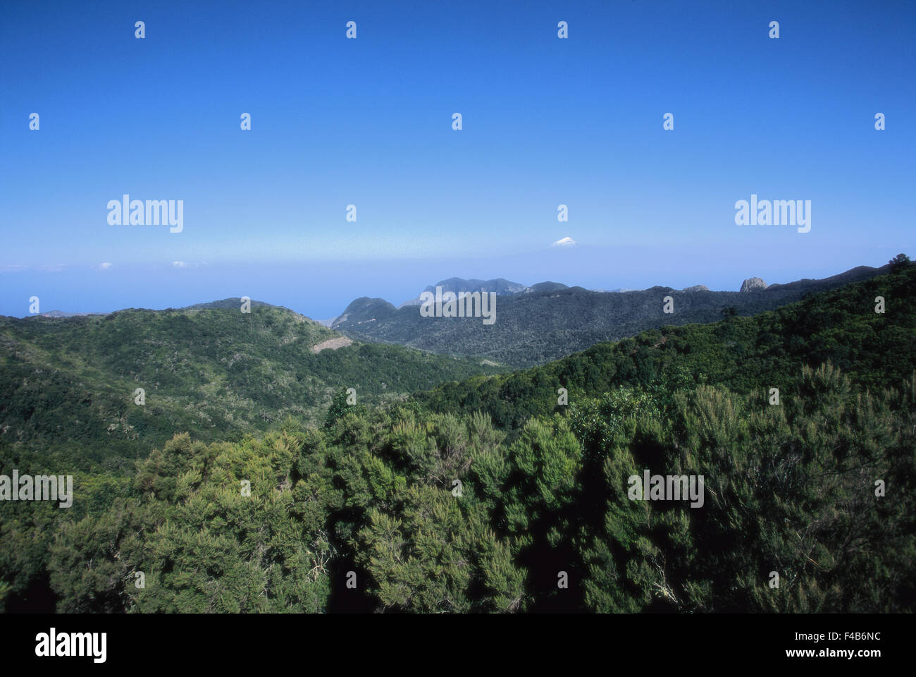blue Canary Islands clear sky color image Europe green green foliage ...
