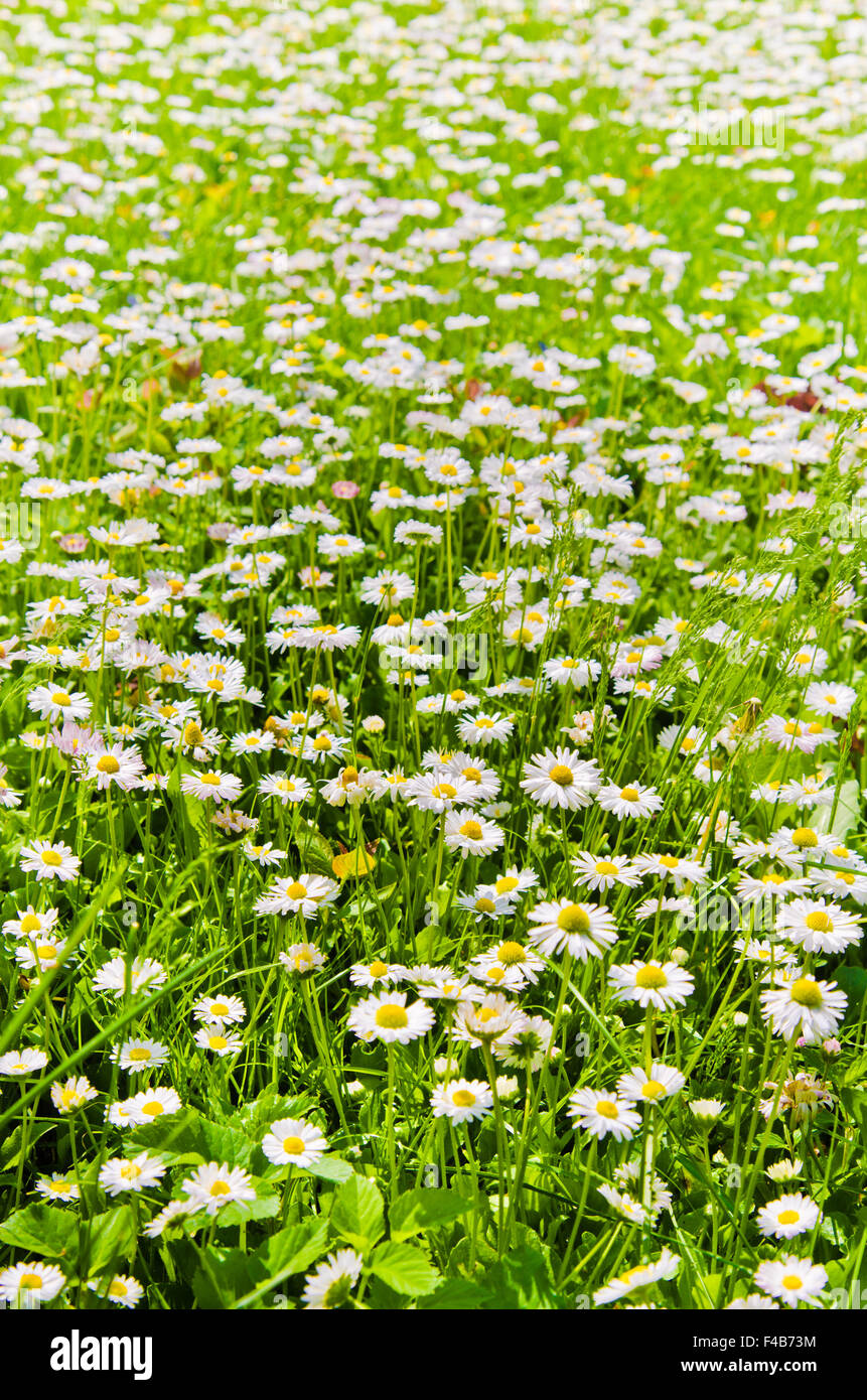 Little daisy hi-res stock photography and images - Alamy