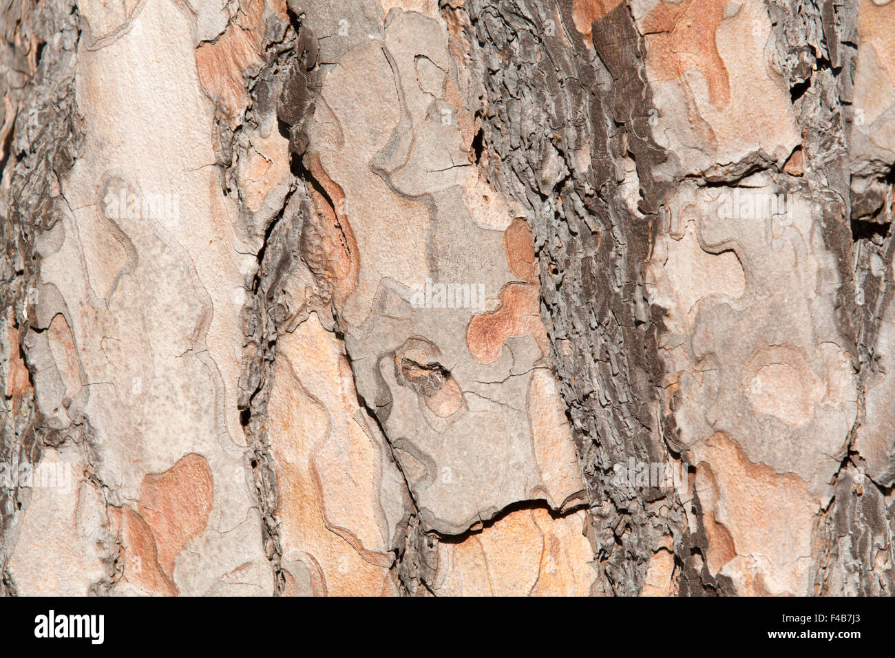 Pine tree bark 5 Stock Photo - Alamy