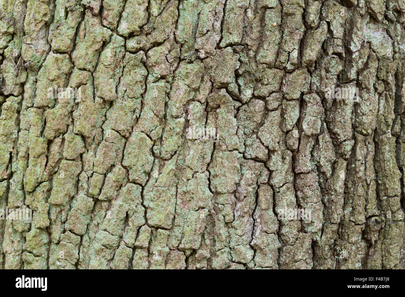 Oak tree bark 3 Stock Photo - Alamy
