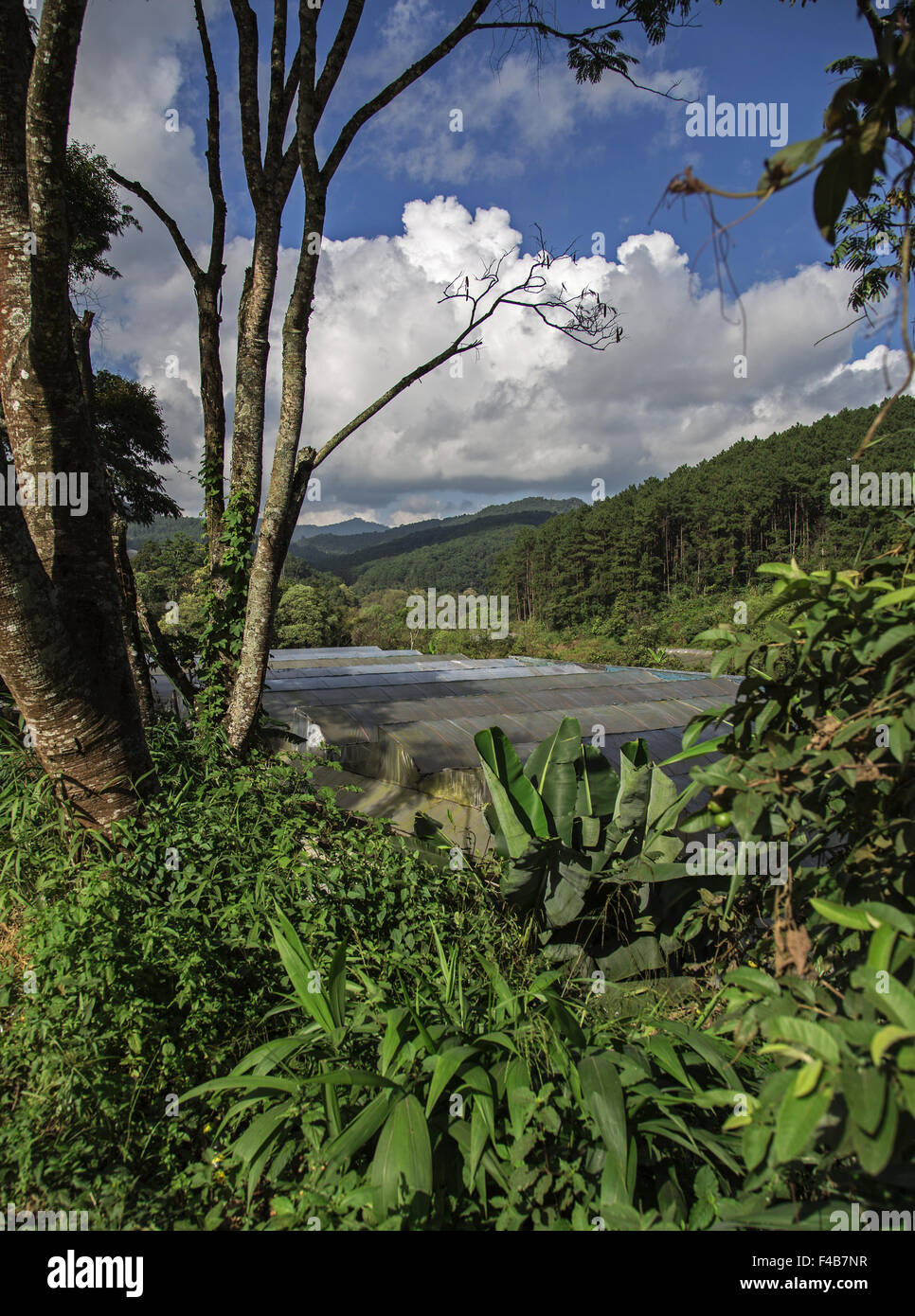 Thai royal project hi-res stock photography and images - Alamy