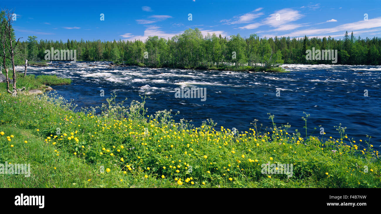 color image forest green foliage landscape nature Norrbotten panoramic ...