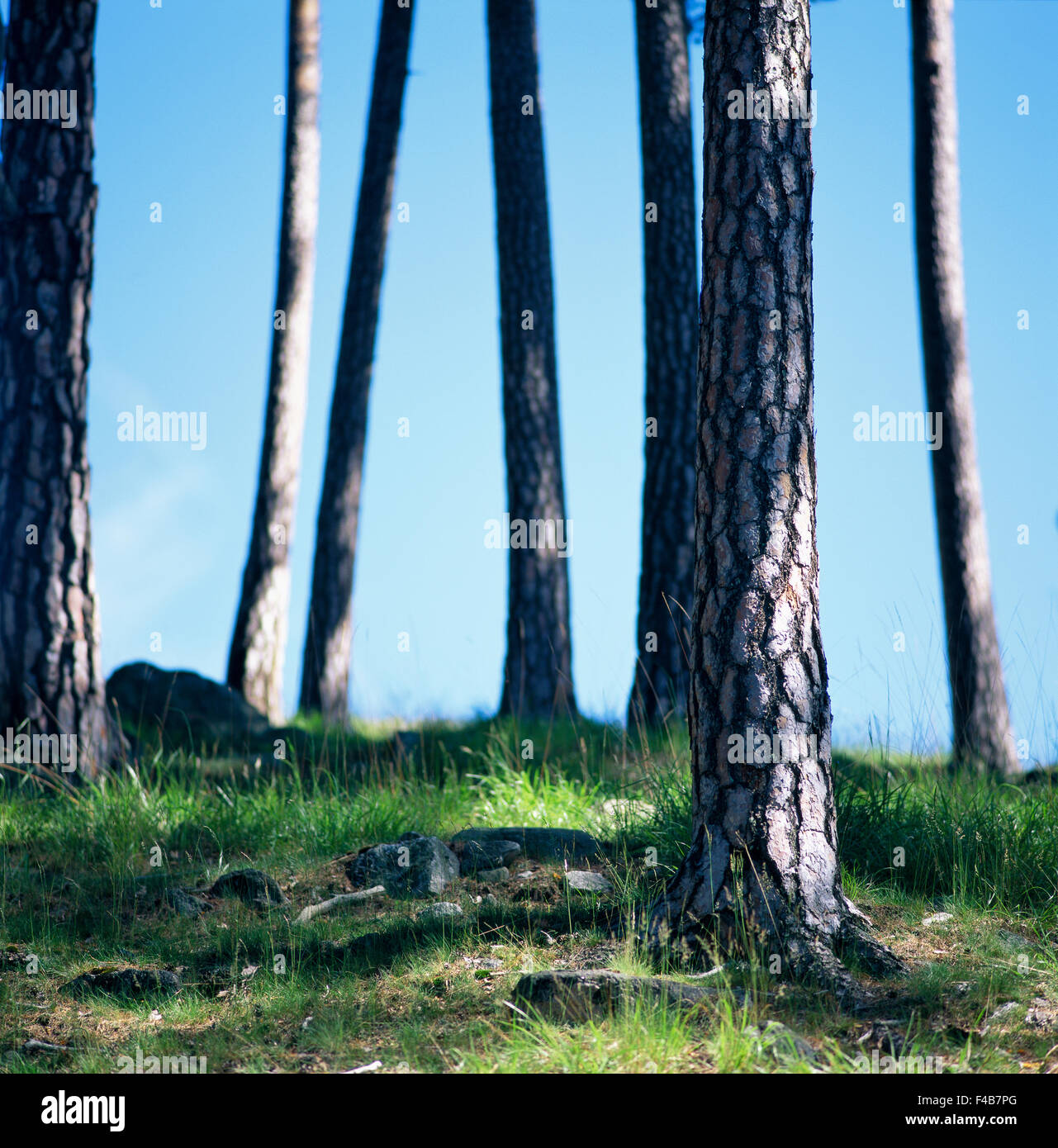 bark blue catalogue 2 clear sky color image forest landscape Mariefred ...