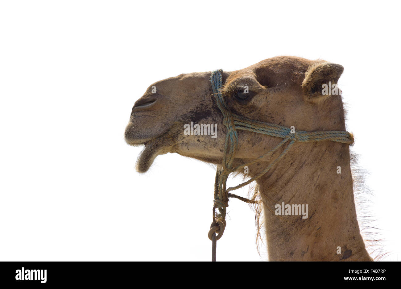 Camel Cut Out Stock Images & Pictures - Alamy