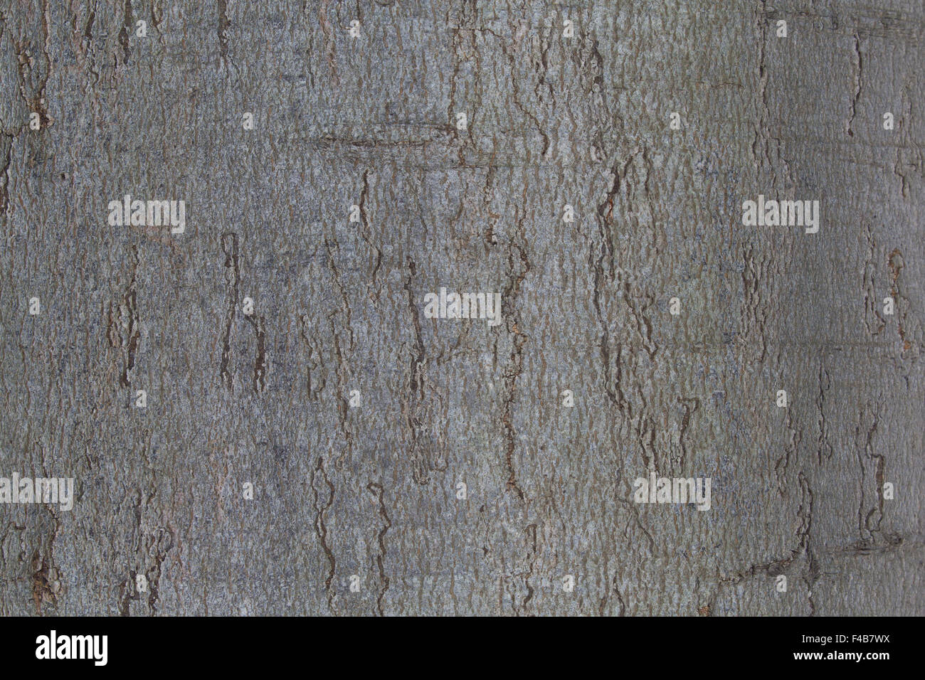 Beech tree bark as an background 3 Stock Photo - Alamy