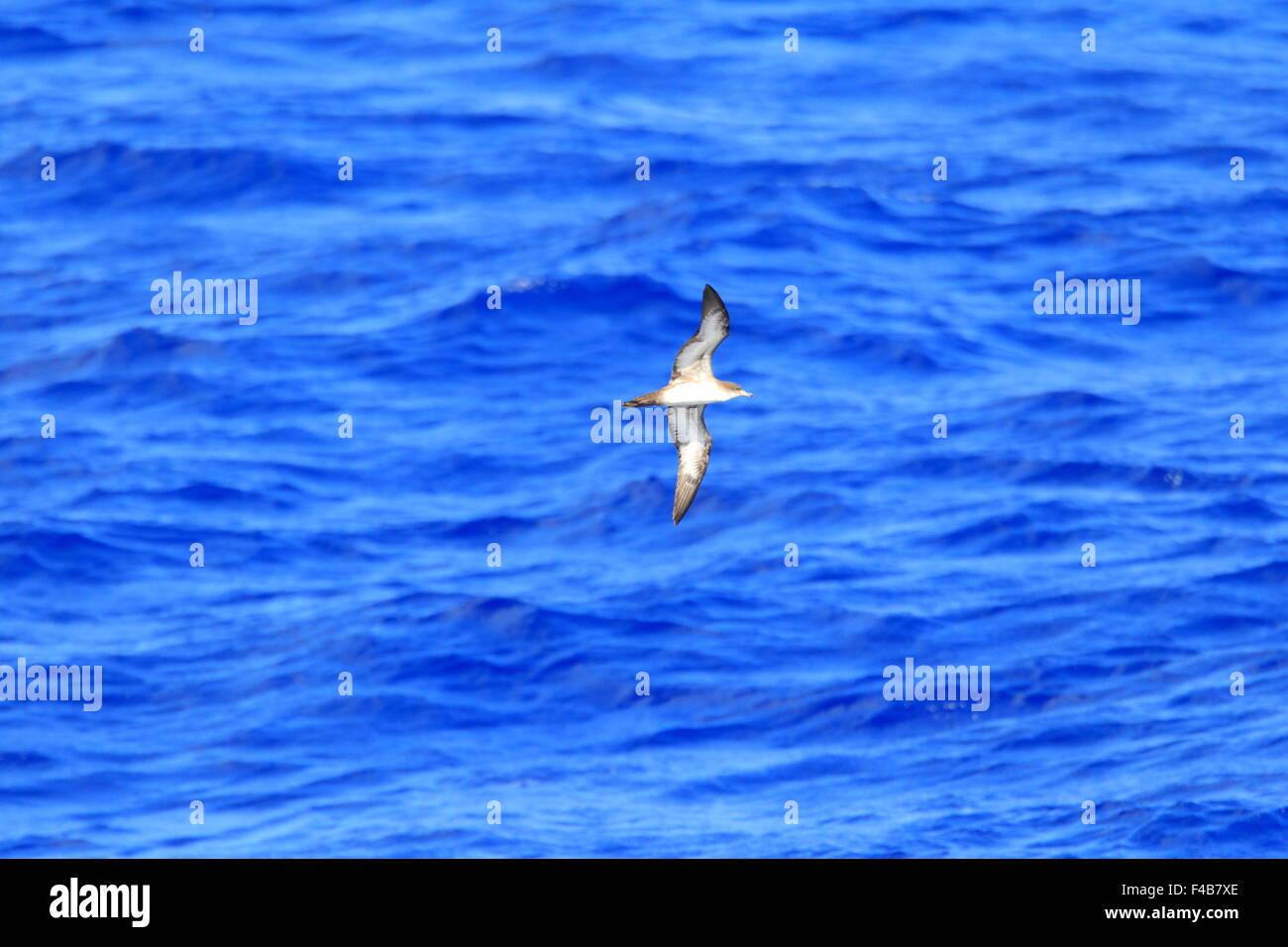 Wedge-tailed shearwater (Puffinus pacificus) in Japan Stock Photo - Alamy
