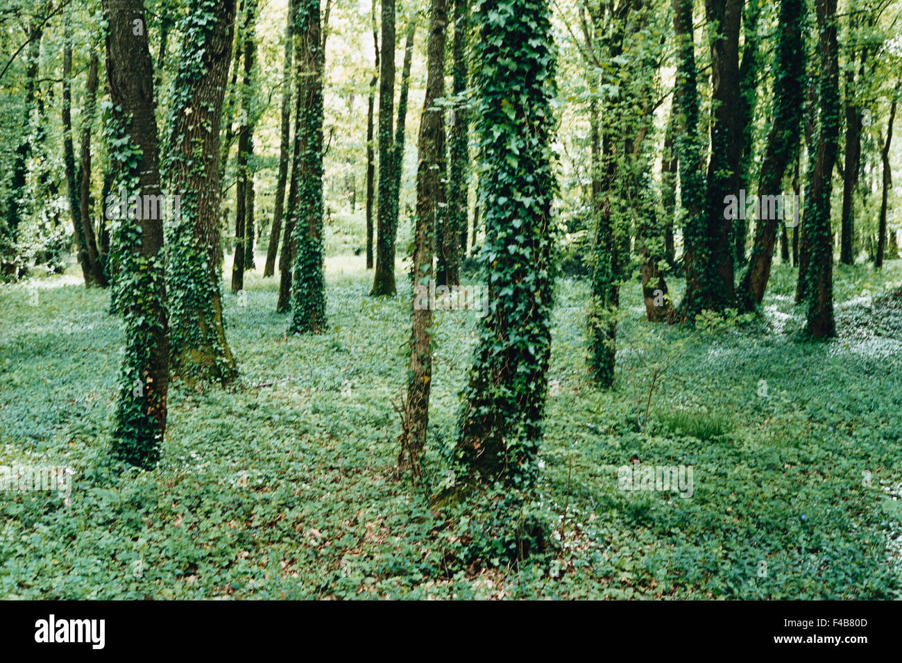 Covered in ivy trunks hi-res stock photography and images - Alamy