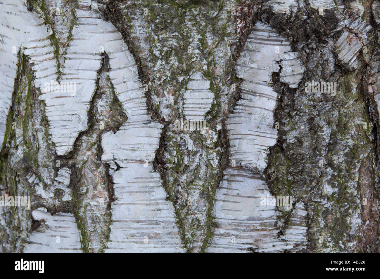 Birch tree bark 2 Stock Photo - Alamy