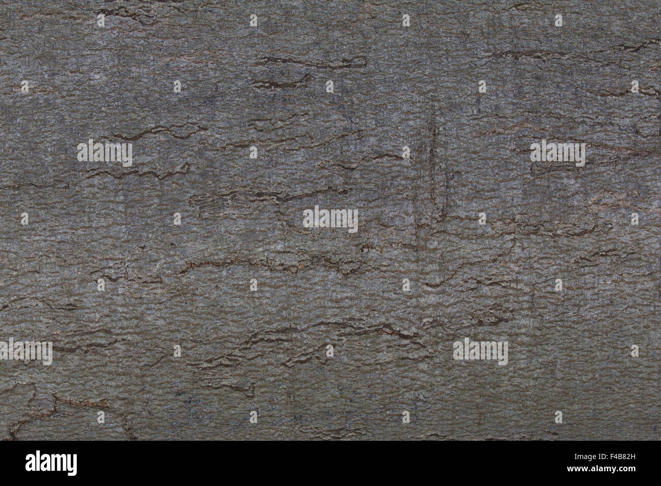 Beech tree bark as an background 2 Stock Photo - Alamy