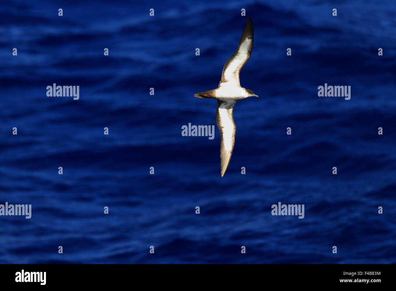 Wedge-tailed shearwater (Puffinus pacificus) in Japan Stock Photo - Alamy
