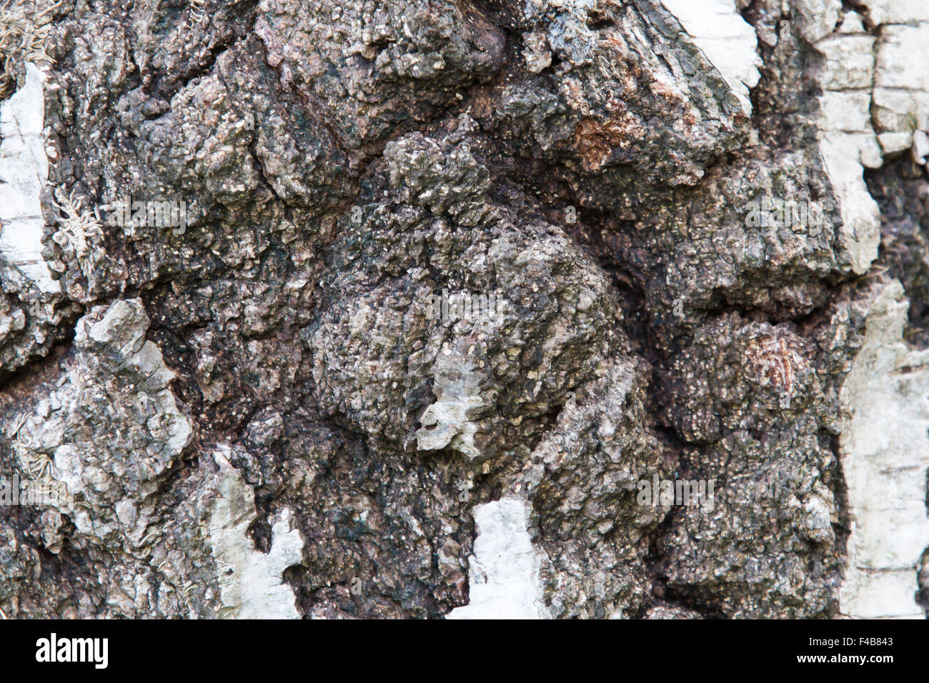 Birch tree bark Stock Photo - Alamy