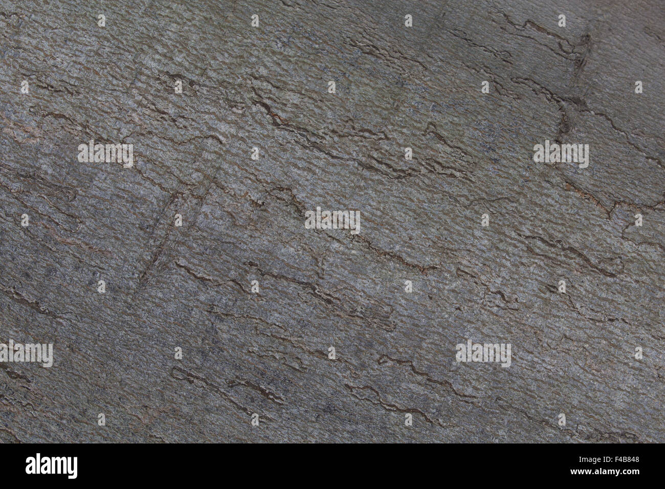 Beech tree bark as an background Stock Photo - Alamy