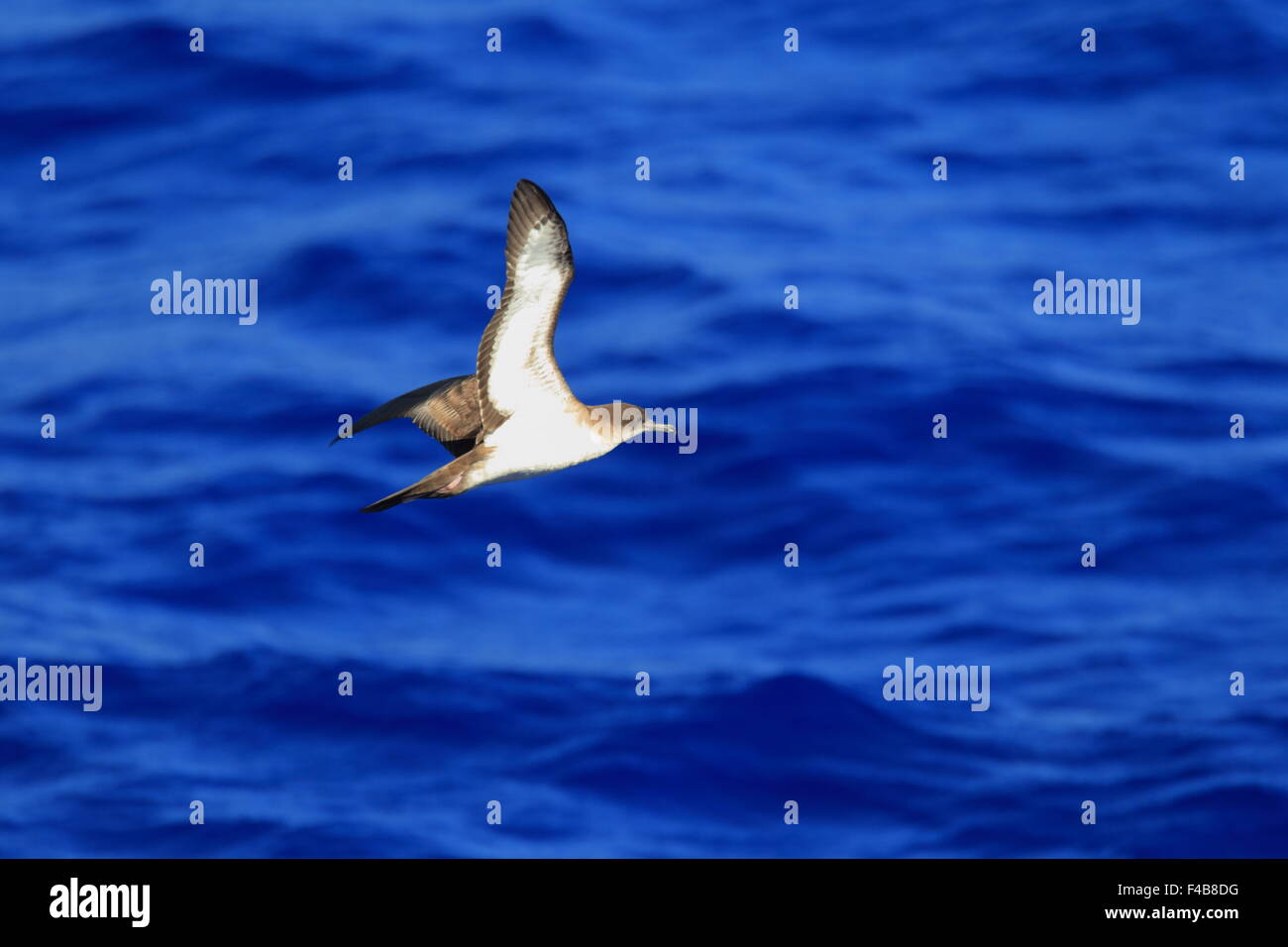 Shearwater hi-res stock photography and images - Alamy