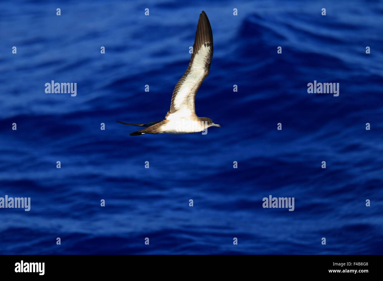 Wedge-tailed shearwater (Puffinus pacificus) in Japan Stock Photo - Alamy