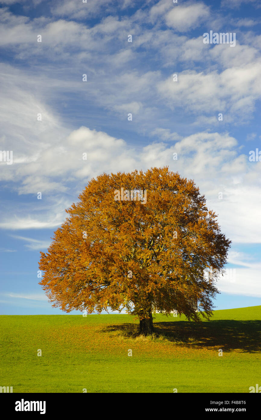 single beech tree in autumn Stock Photo - Alamy
