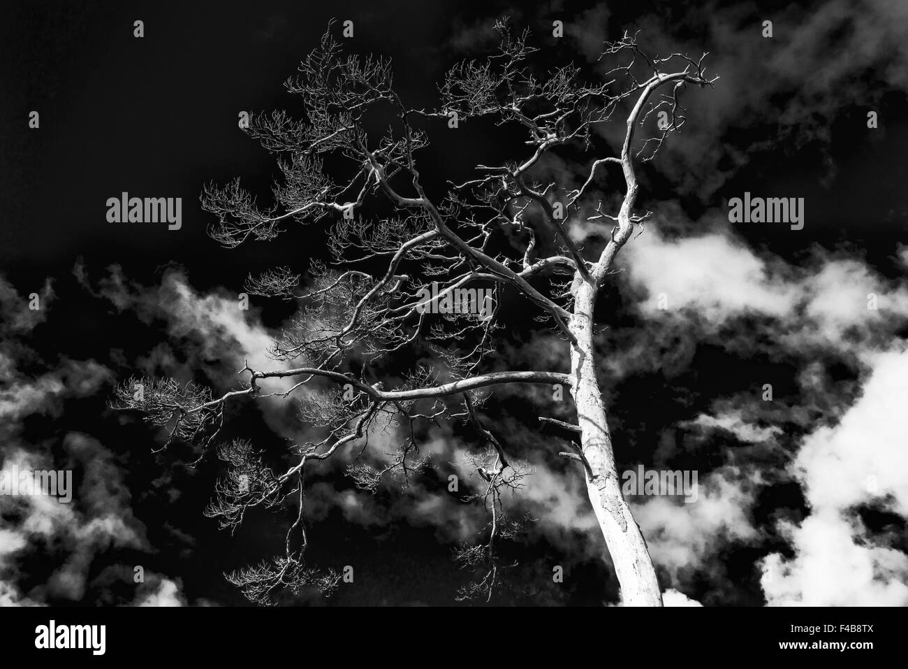 dead Scots pine, Gotland, Sweden Stock Photo - Alamy