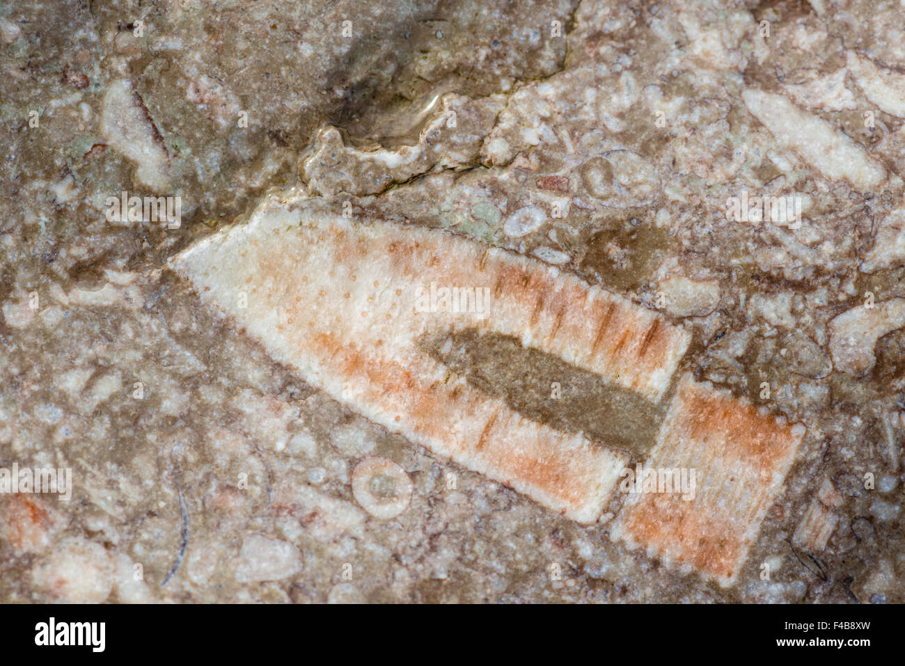 fossil in ar rock, Gotland, Sweden Stock Photo - Alamy