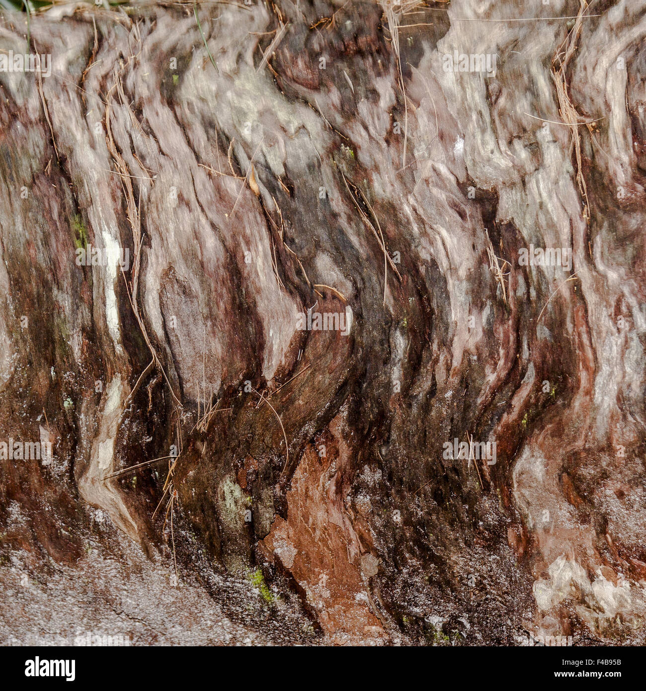 Gum tree bark hi-res stock photography and images - Alamy