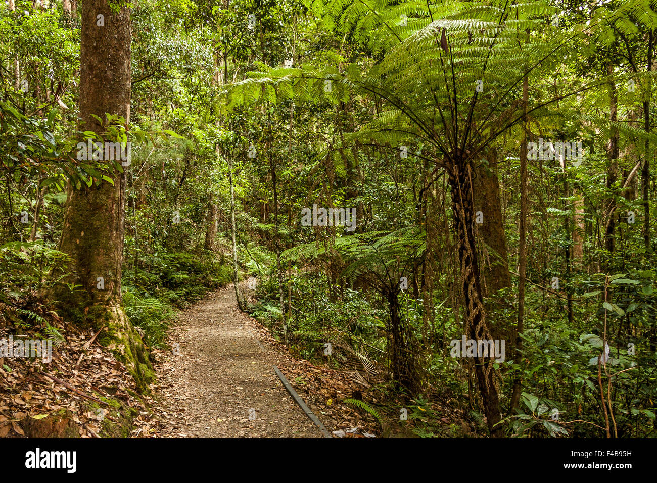 Jungle australia hi-res stock photography and images - Alamy