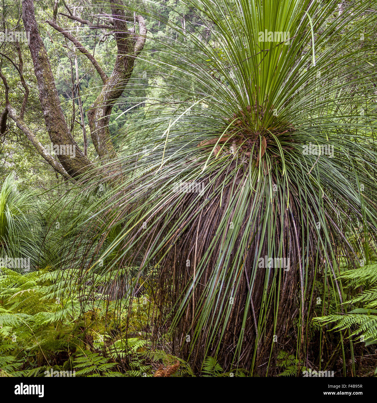 Queensland rain forest hi-res stock photography and images - Alamy